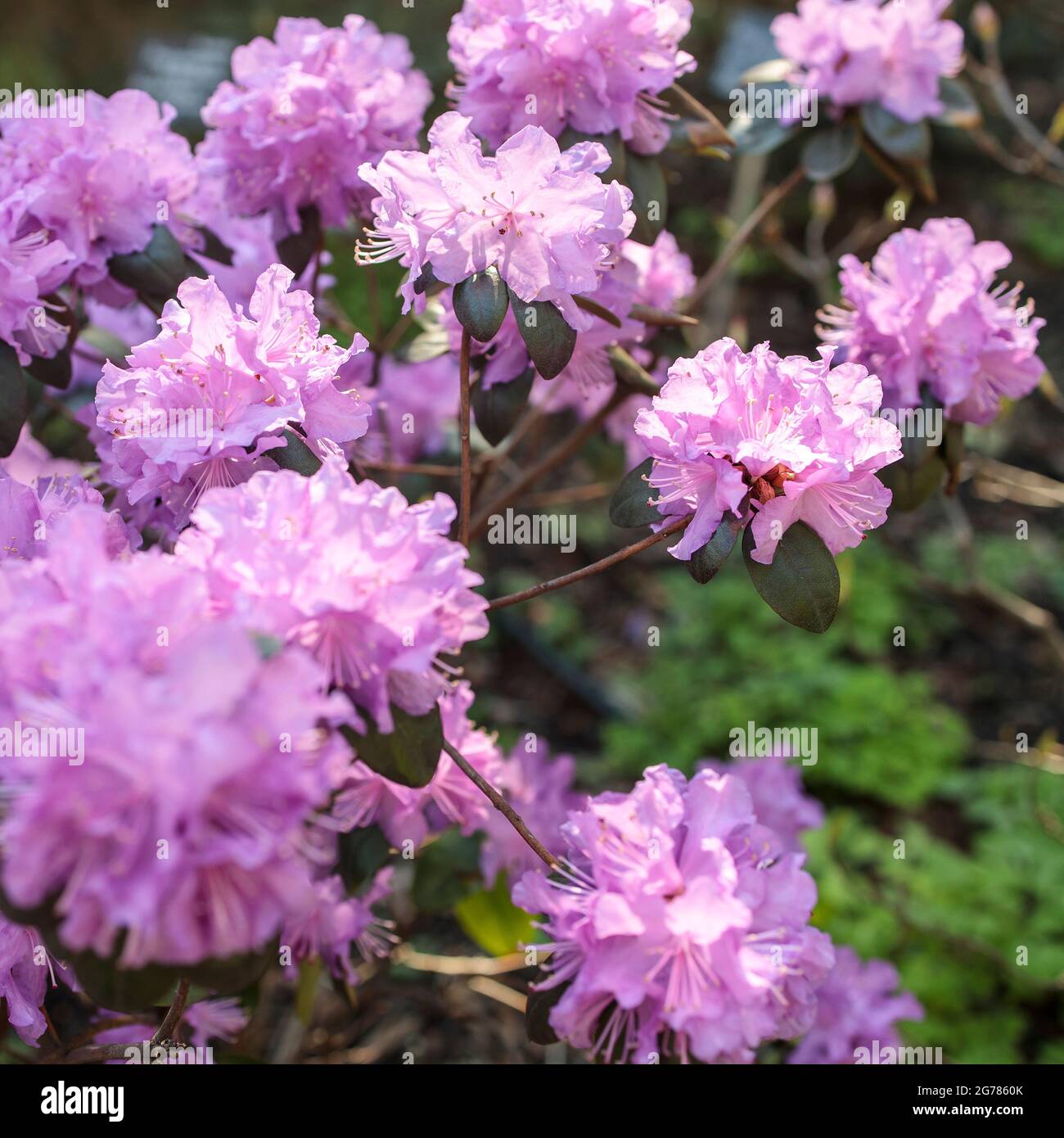 The evergreen Rhododendron hybrid Haaga has fully opened its bright ...