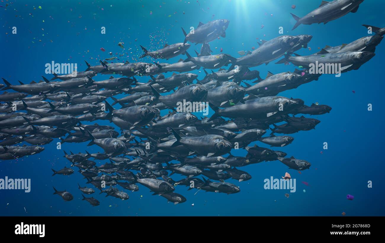 shoal of herrings between plastic pollution, microplastic particles in ...