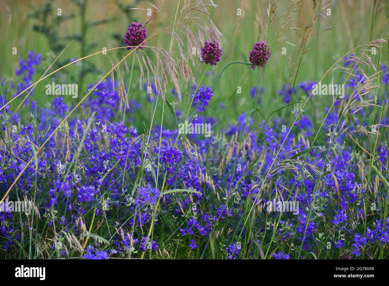 Many different wild blue wildflowers, summertime Stock Photo - Alamy