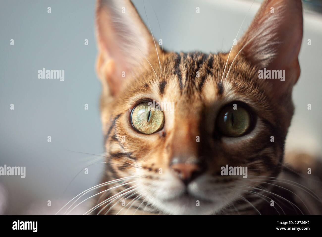 Cat looking at the camera Stock Photo - Alamy
