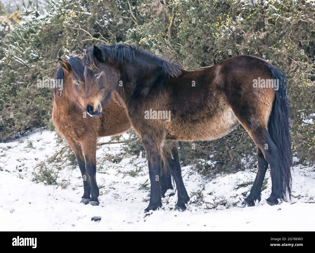 Chestnut new forest pony grazing hi-res stock photography and images ...