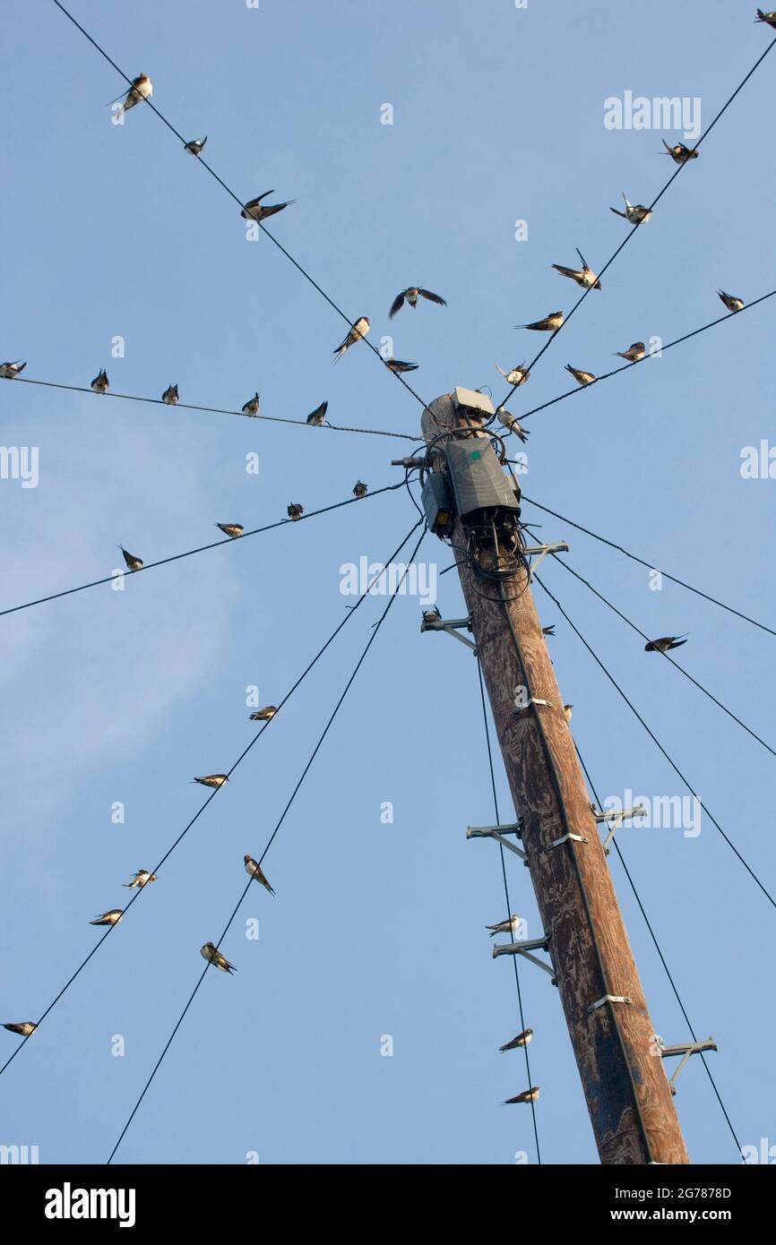 Telephone Poles With Birds