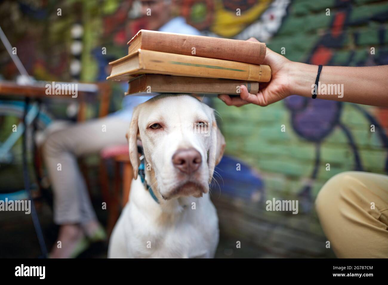funny portrait of labrador retriever looking bored and unsatisfied ...