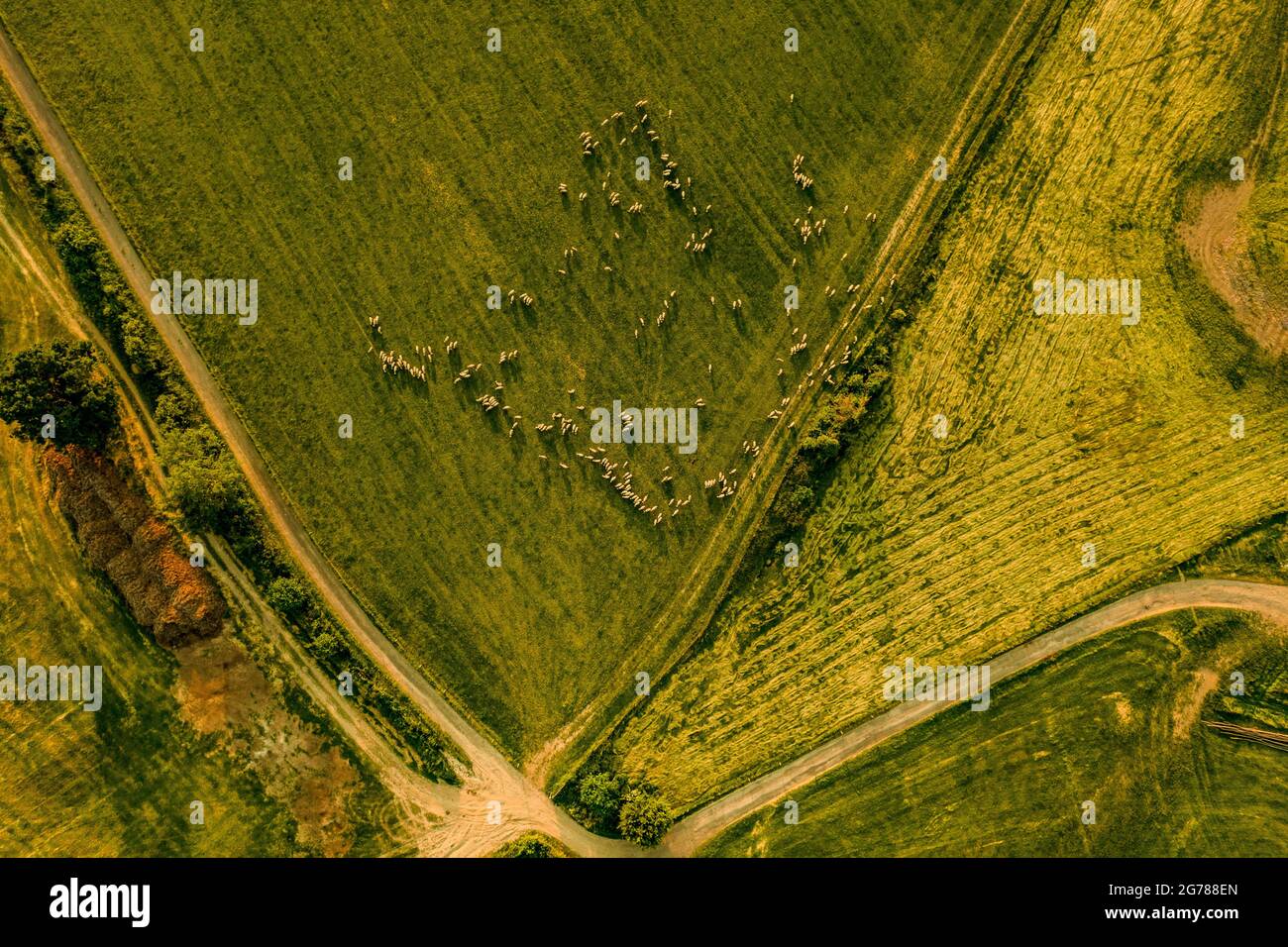 Aerial view herd sheep hi-res stock photography and images - Alamy
