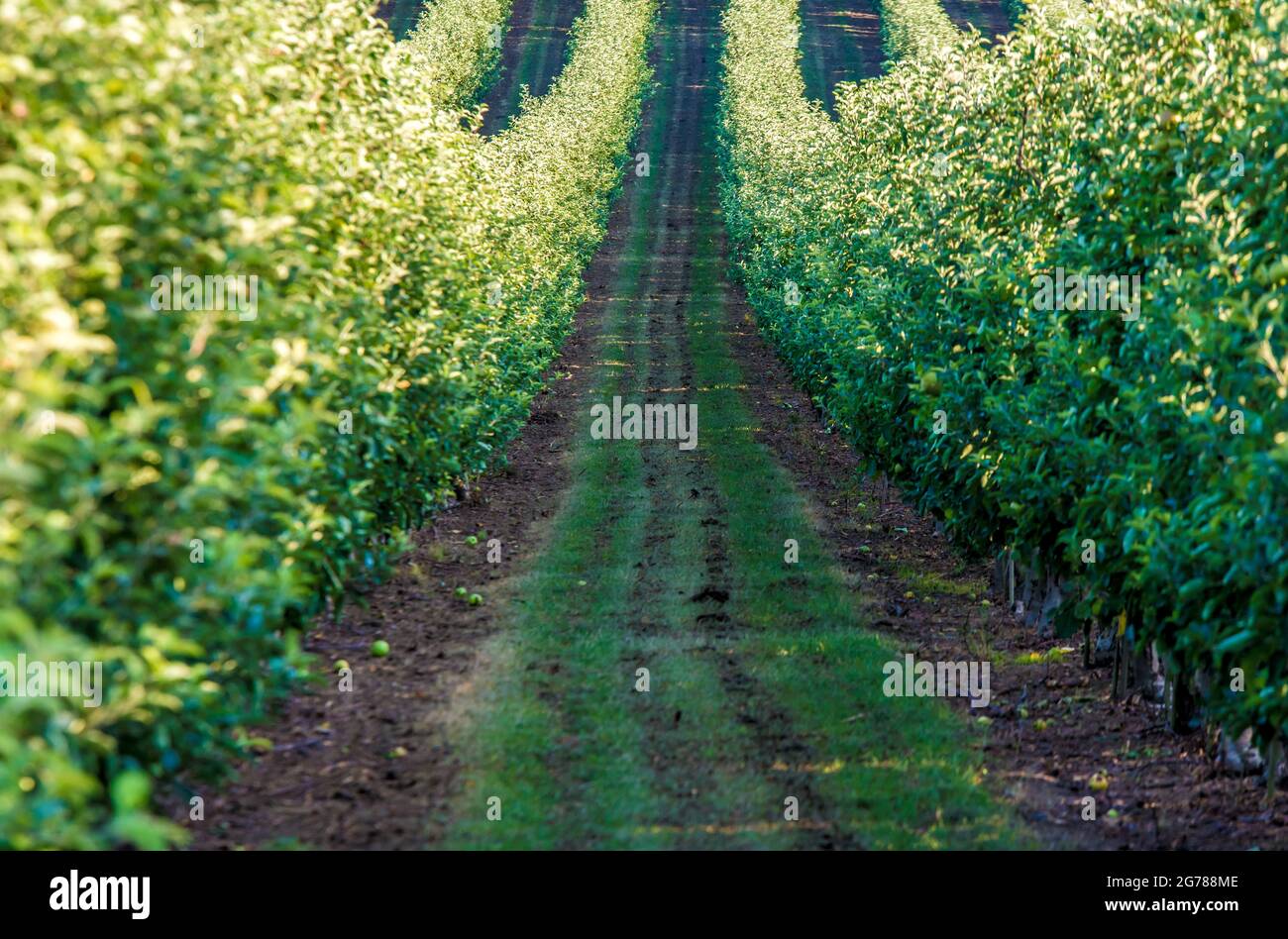 Rows of an apple tree plantation Stock Photo - Alamy