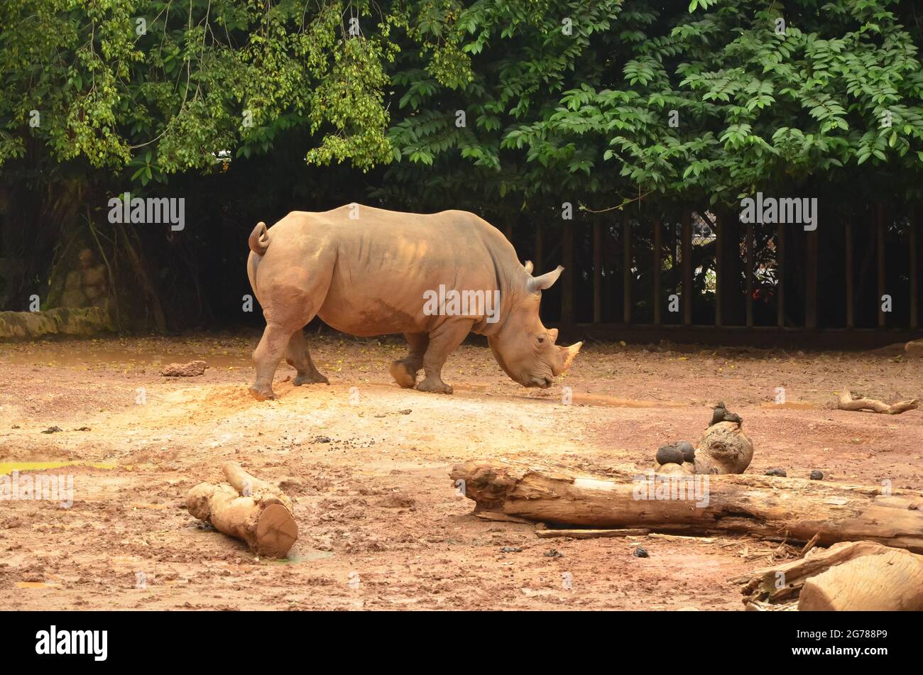 Sumatran rhino protection hi-res stock photography and images - Alamy