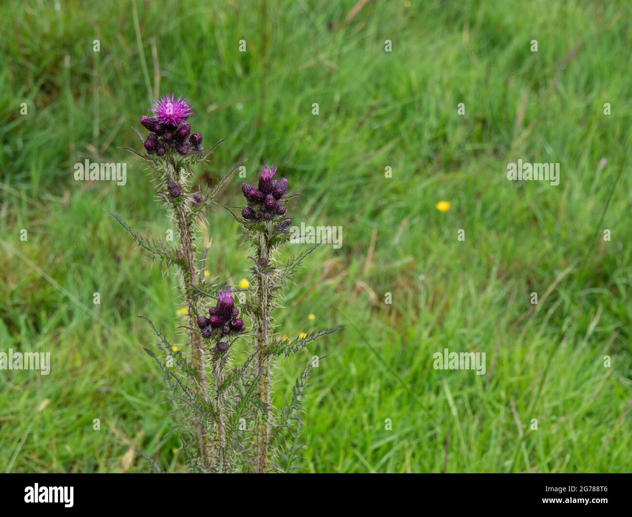 European marsh thistle, Cirsium palustre, in habitat for background ...