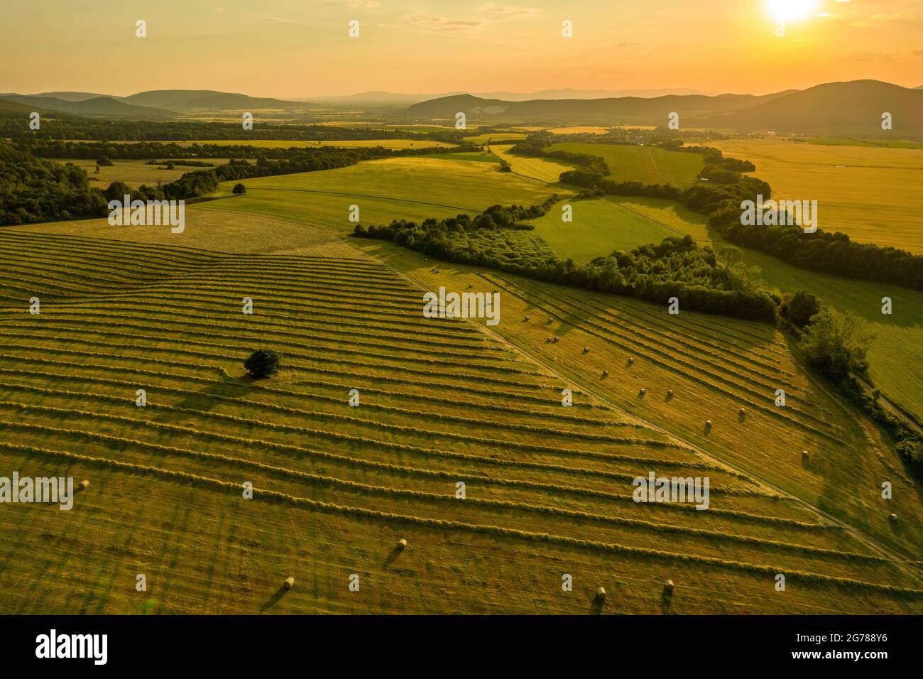 Fields of freshly cut grass prepared for hay production. Aerial view of ...