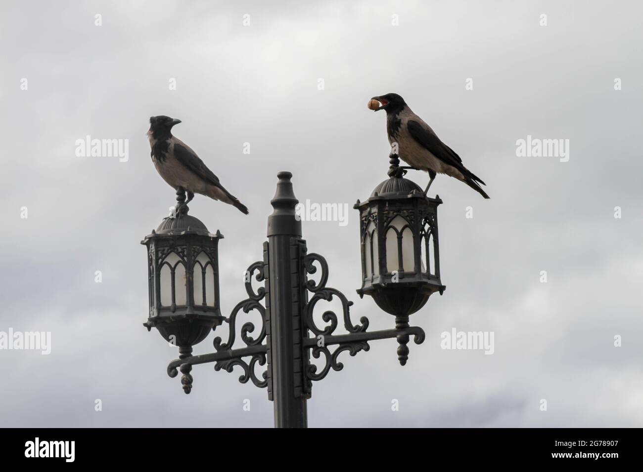 Crow carrying a walnut in its mouth, a crow eating Stock Photo - Alamy