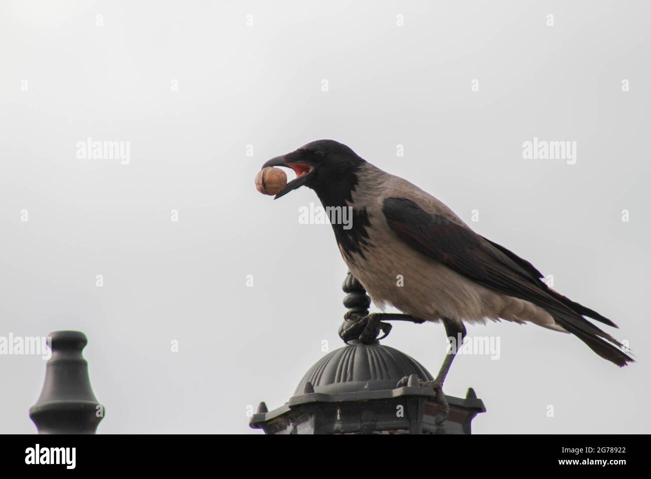 Crow carrying a walnut in its mouth, a crow eating Stock Photo - Alamy