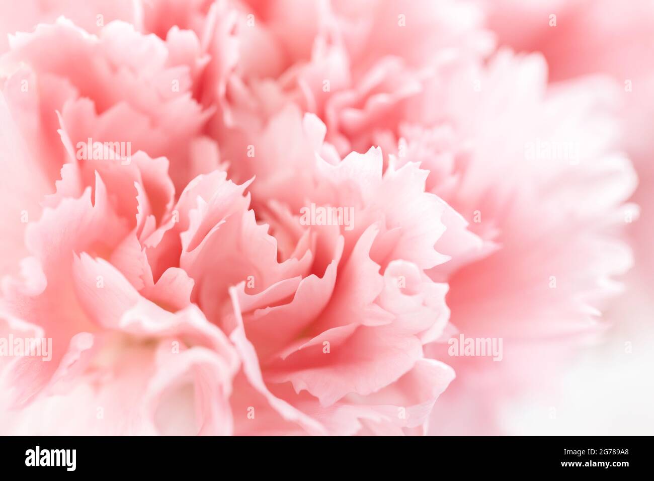 Carnation texture hi-res stock photography and images - Alamy