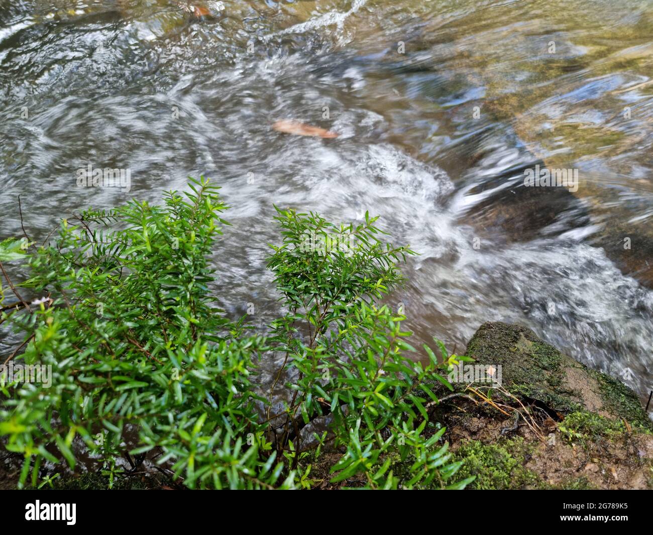 Running into bush hi-res stock photography and images - Alamy