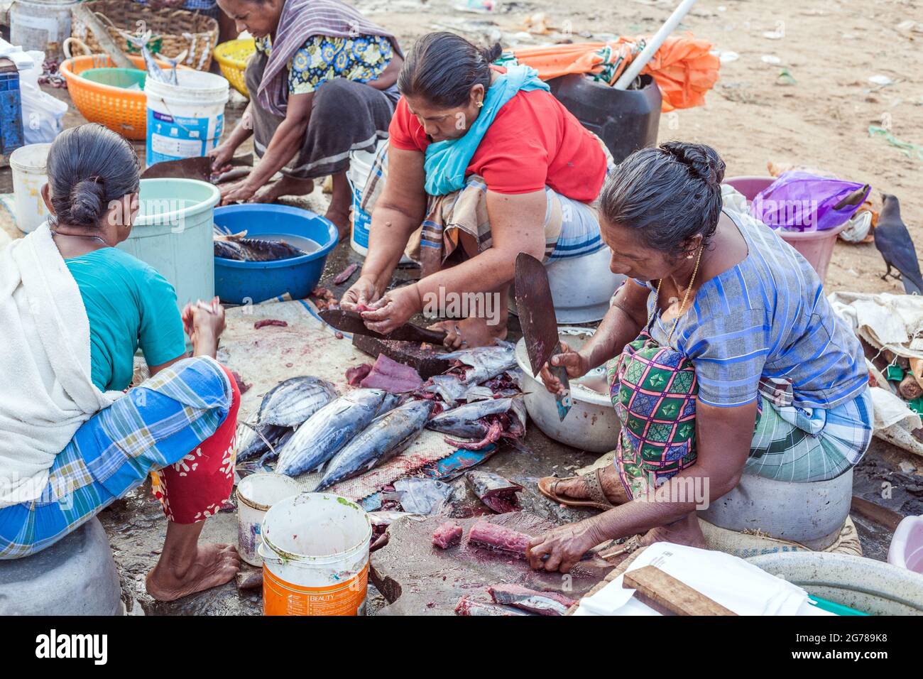 Indian female fish traders wearing colourful saris filleting fish with ...