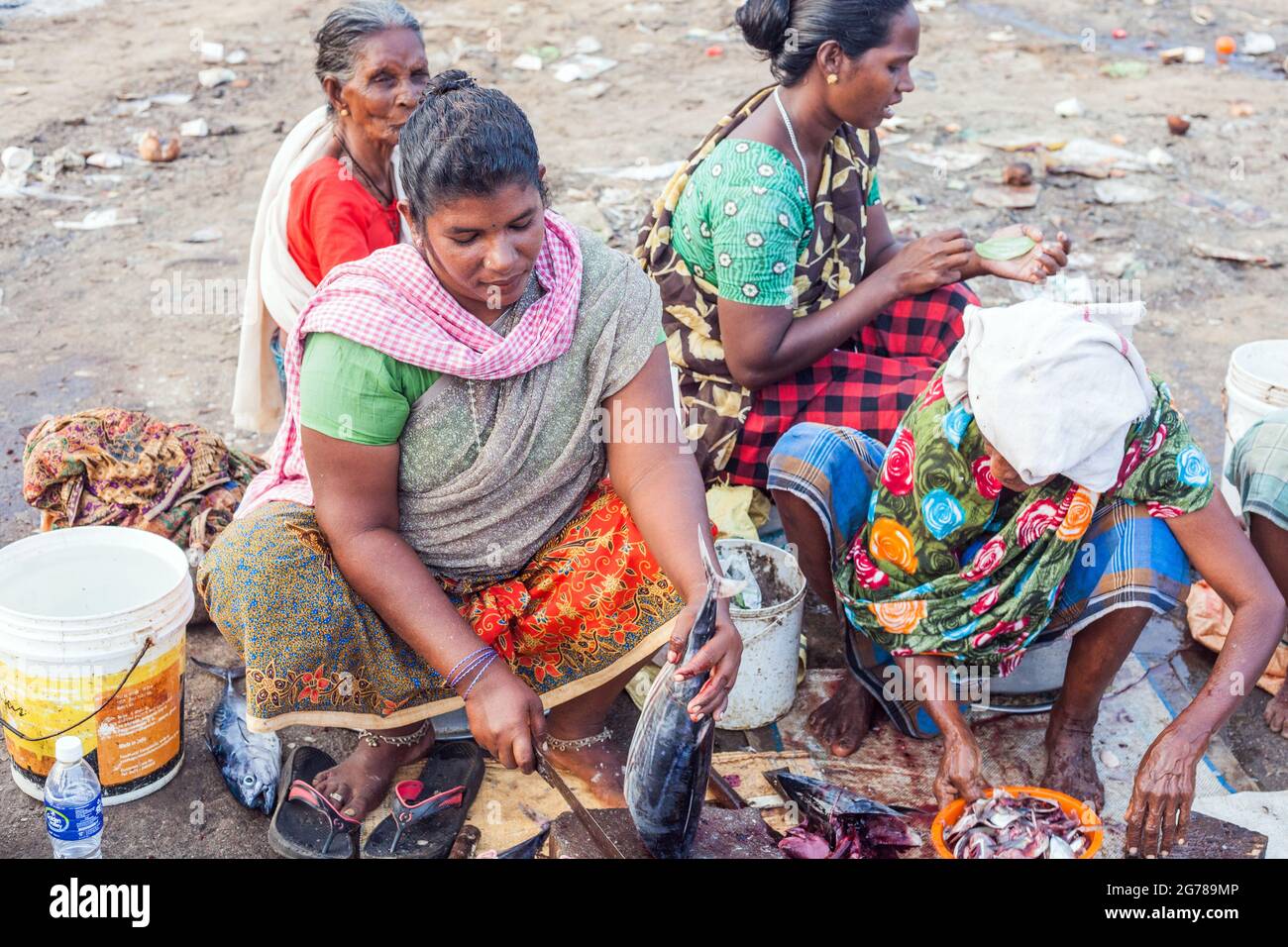 Indian female fish traders wearing colourful saris filleting fish at ...