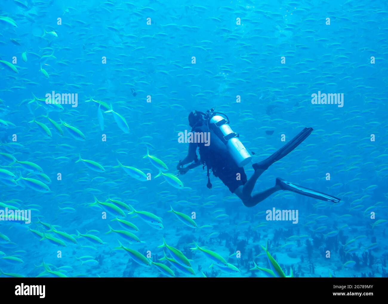 Fusilier fish hi-res stock photography and images - Alamy