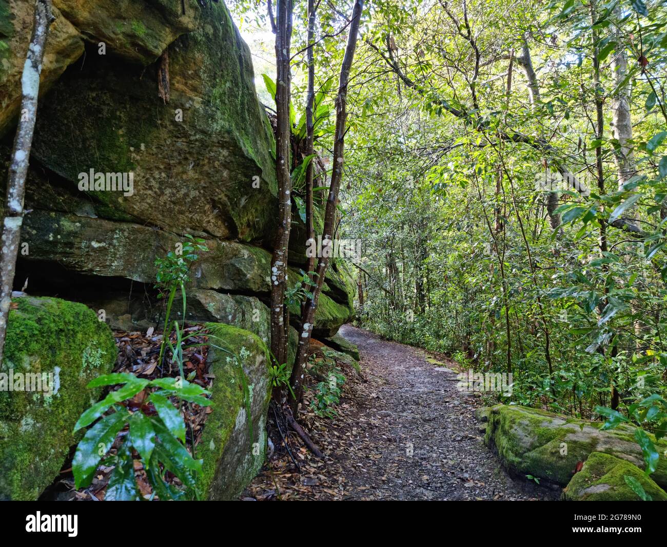 Bushwalking in Australian Park , huge rocks , ferns , plants and tall ...
