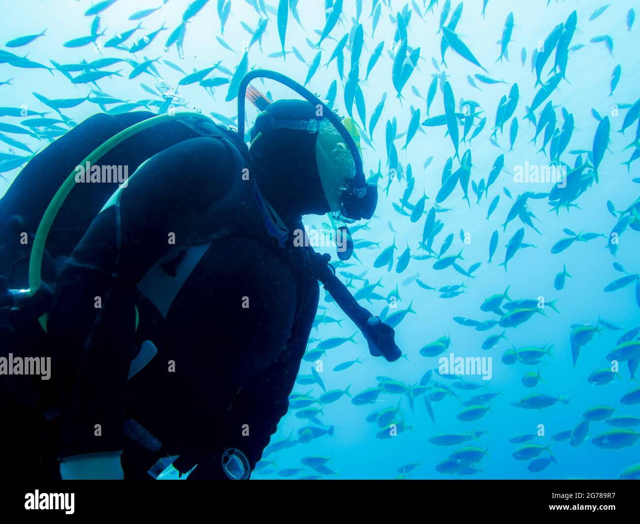 A diver among an endless flock fish in the Indian Ocean Stock Photo - Alamy
