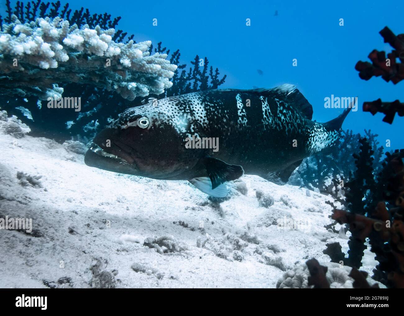 Big grouper fish on a coral reef at the bottom of the Indian Ocean ...