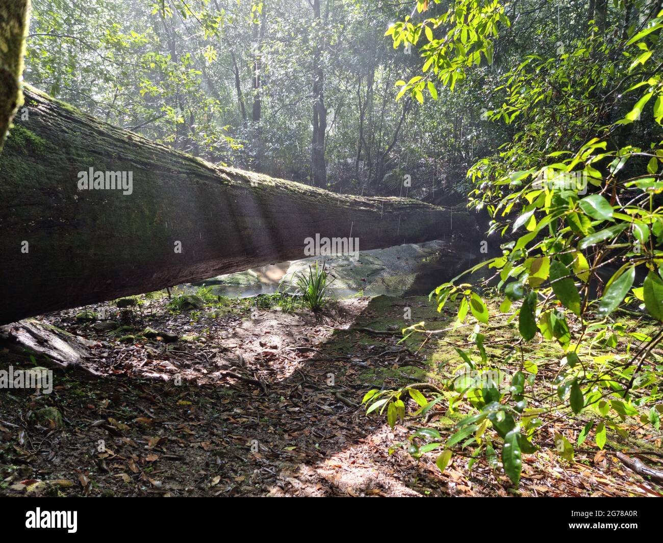 Long log fall down in the bush with sunlight landscape photography ...