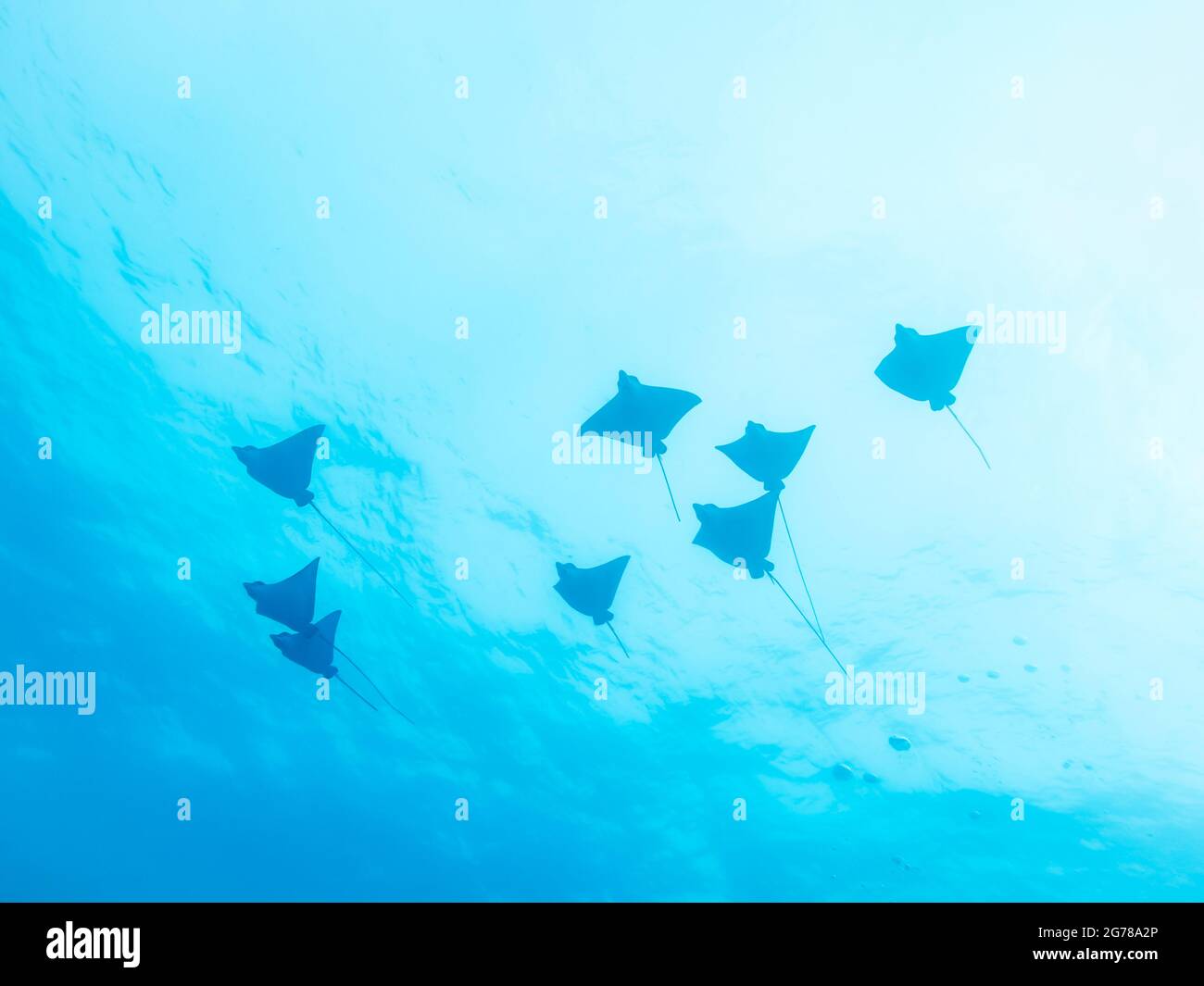 Bottom view of the silhouettes of Eagle Rays on the background of the ...