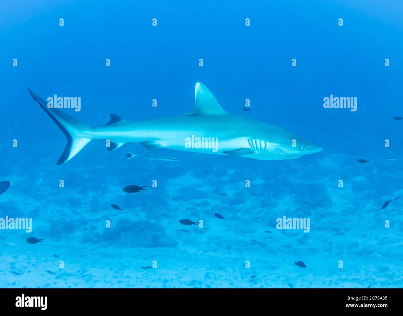 Gray Reef Shark at the bottom of the Indian Ocean Stock Photo - Alamy