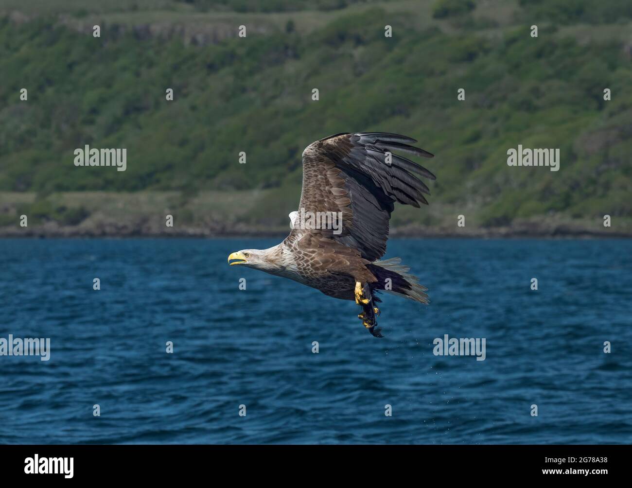 White tailed eagle sea eagle mull scotland bird fish fishing hi-res ...