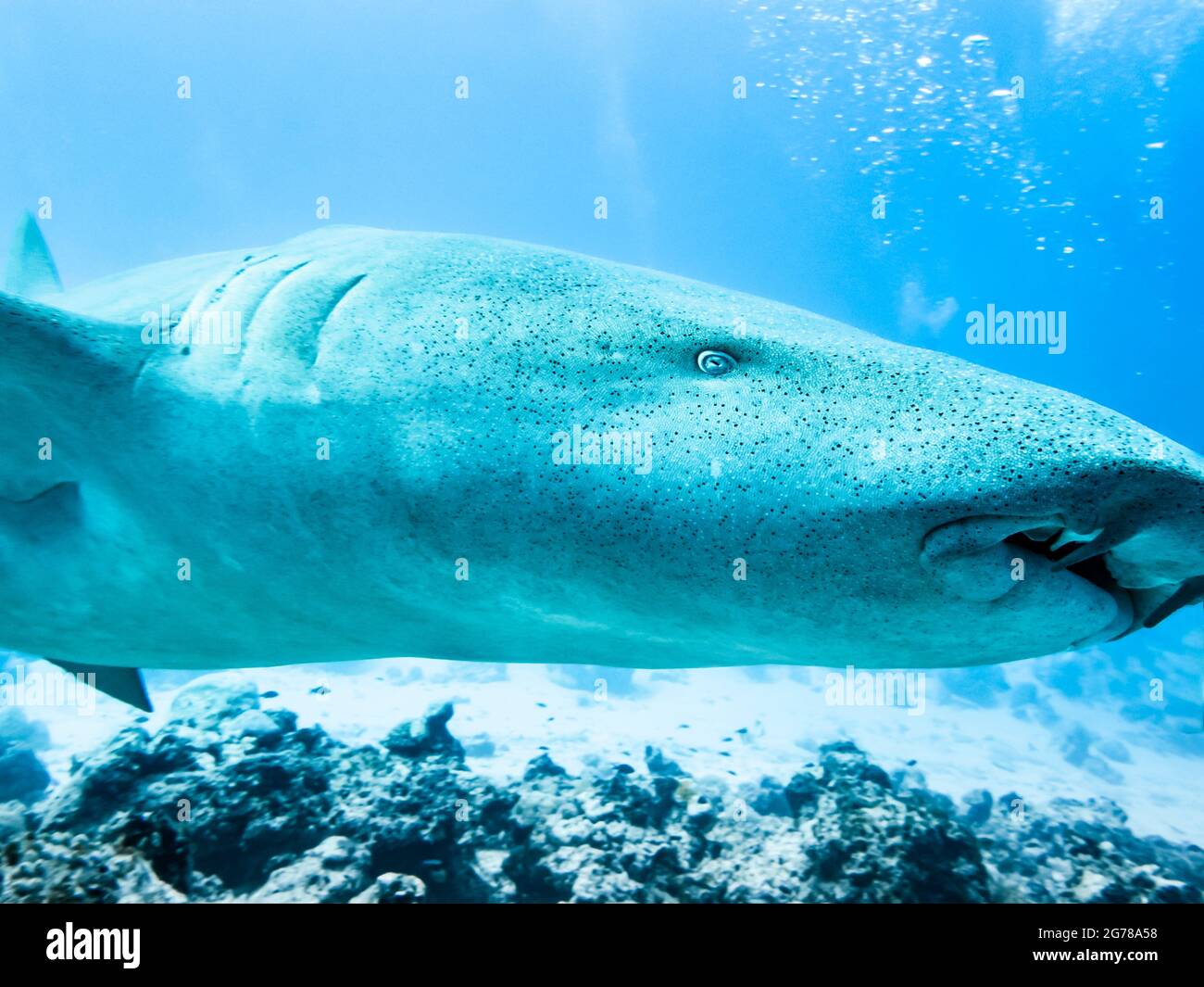 Close up shark face hi-res stock photography and images - Alamy