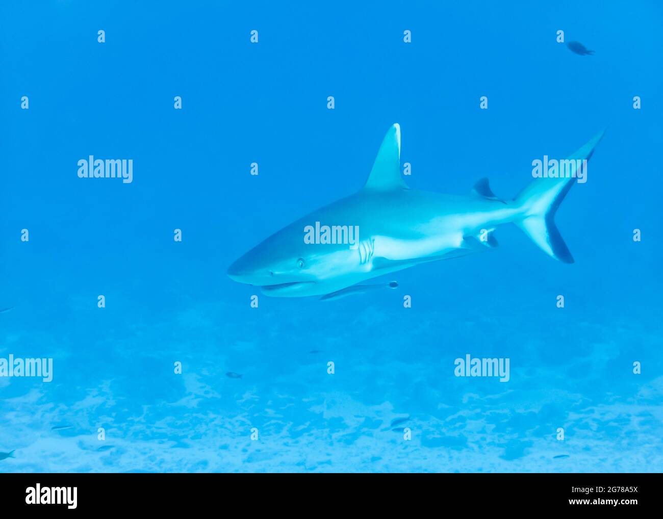 Gray Reef Shark at the bottom of the Indian Ocean Stock Photo - Alamy