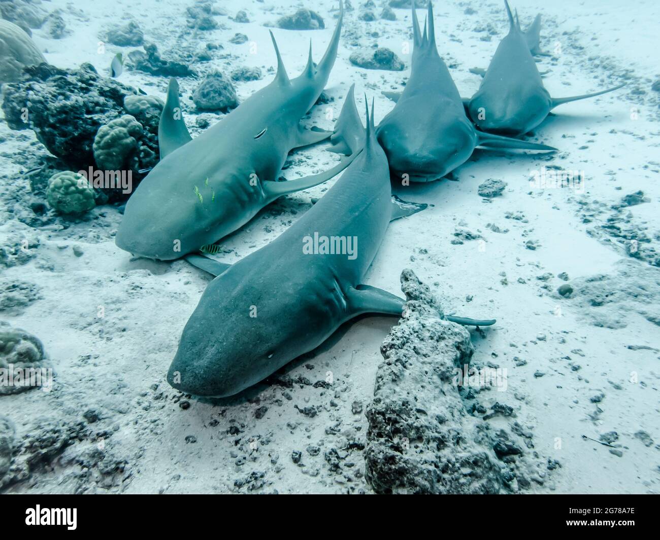 Sharks diving underwater on sandy hi-res stock photography and images ...