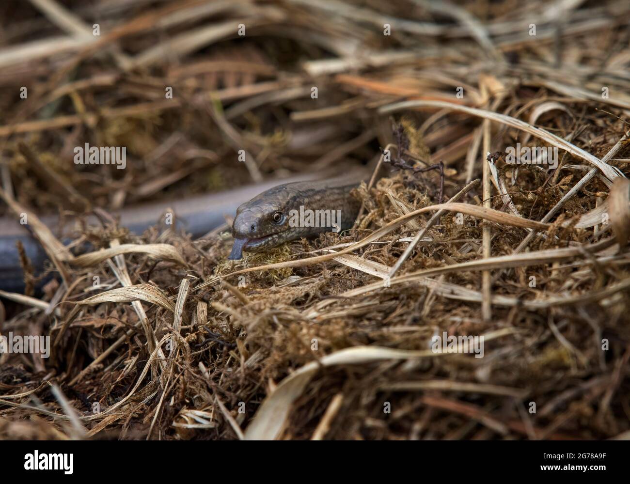 Straw worm hi-res stock photography and images - Alamy
