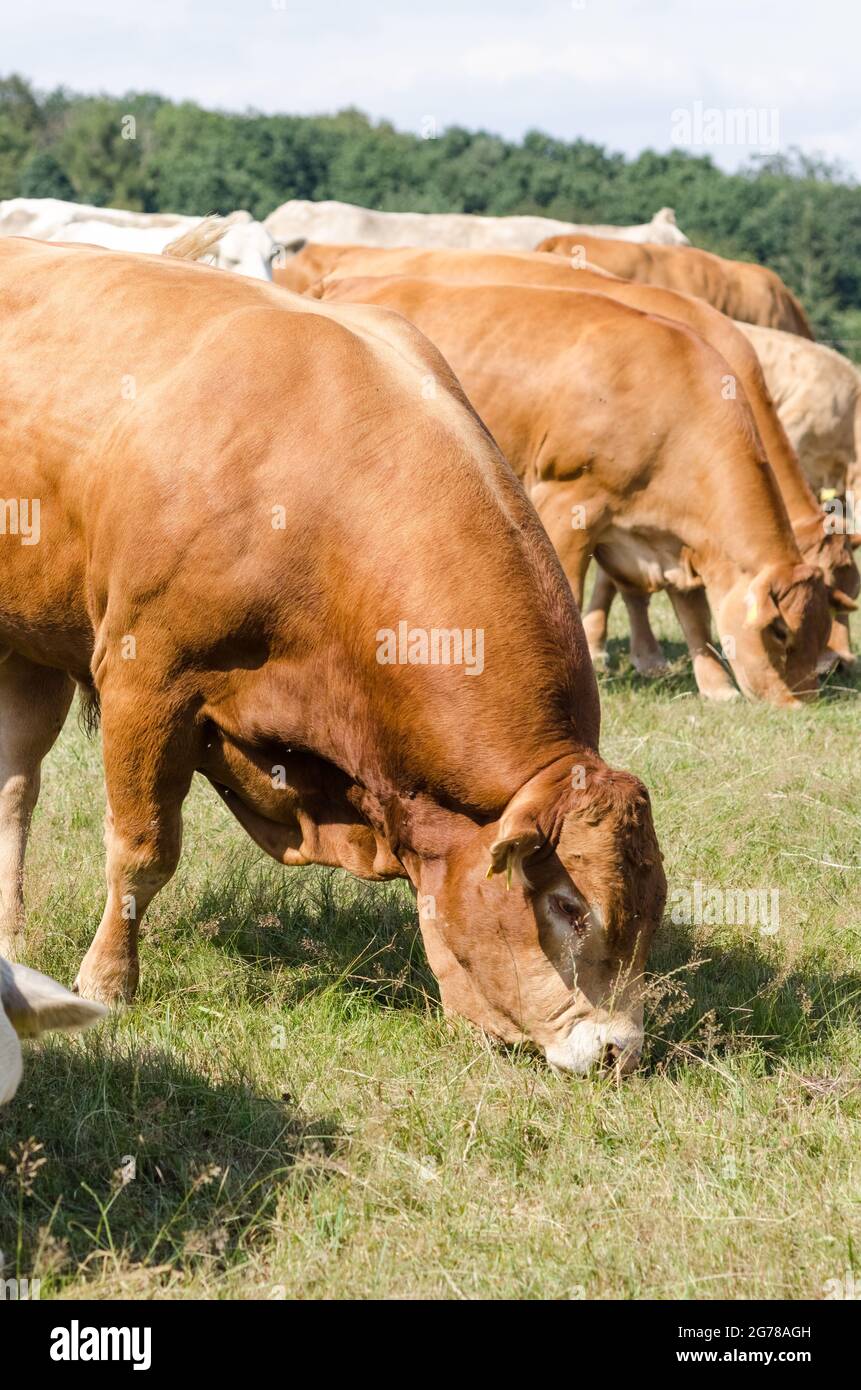 Cattle bull european hi-res stock photography and images - Alamy