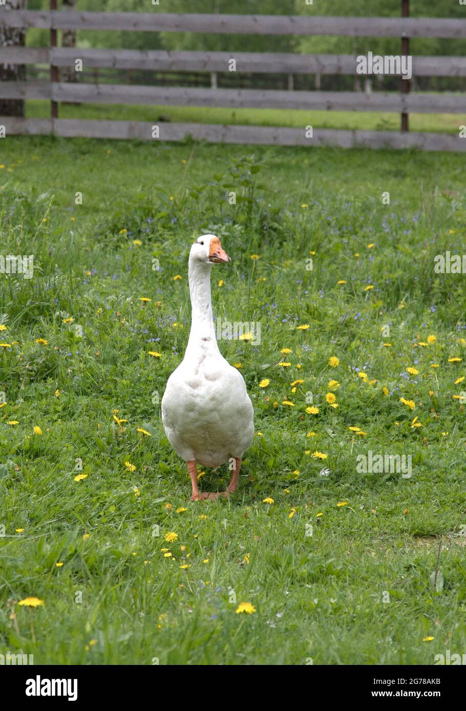 White Domestic Embden Goose High Resolution Stock Photography and ...