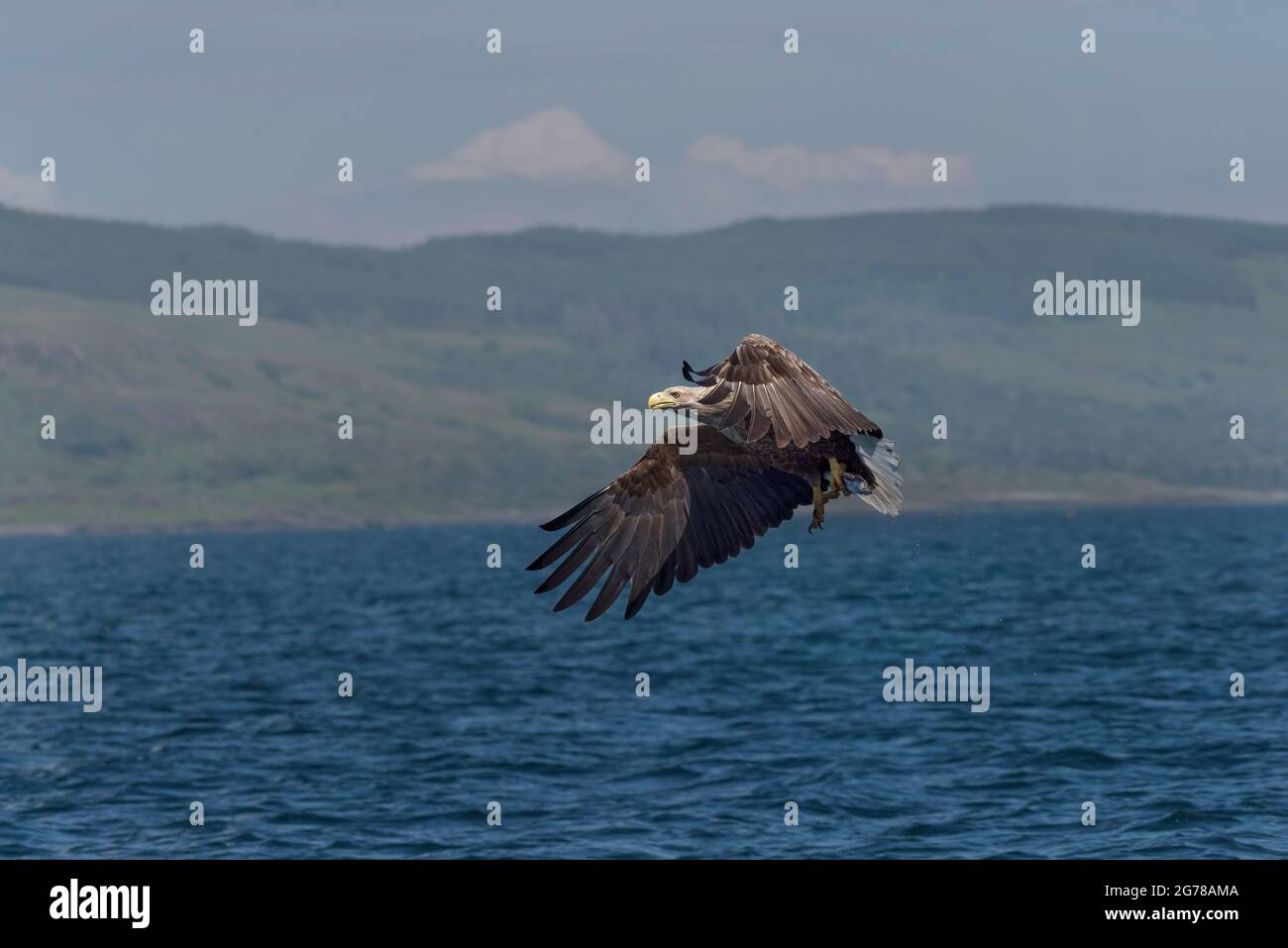 White-tailed Eagle (Haliaetus albicilla), catching fish, Isle of Mull ...