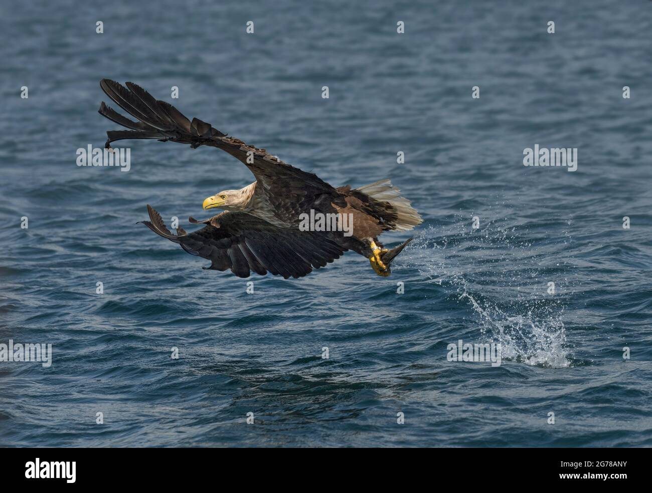 Eagle catching fish hi-res stock photography and images - Alamy