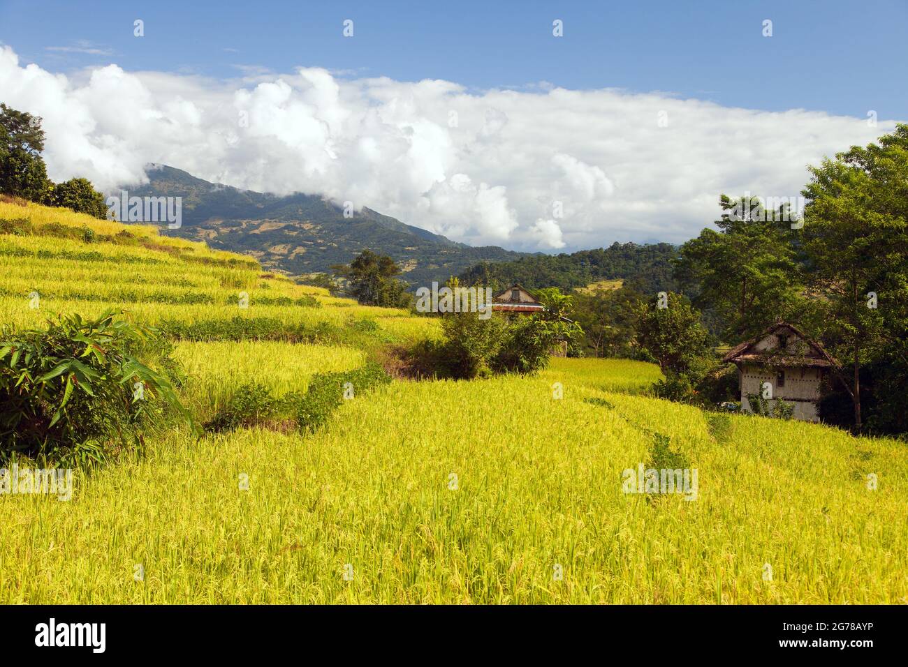 golden terraced rice or paddy field in Nepal Himalayas mountains ...