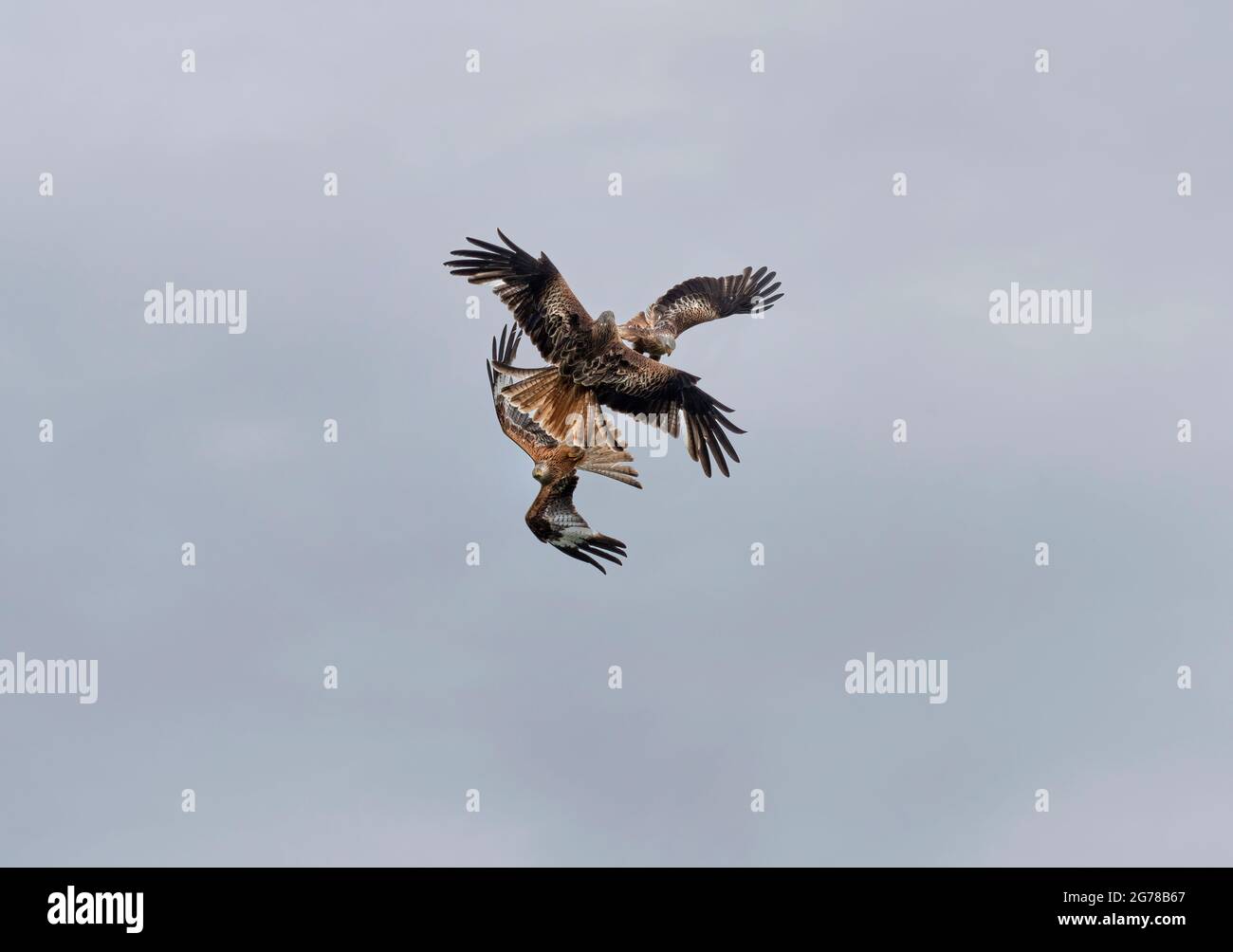Three kites hi-res stock photography and images - Alamy