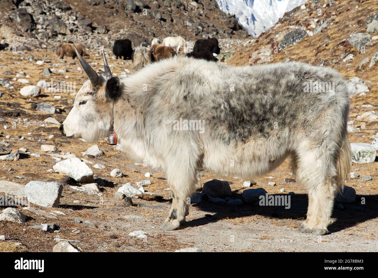 White and grey yak (Bos grunniens or Bos mutus) Nepal himalayas ...