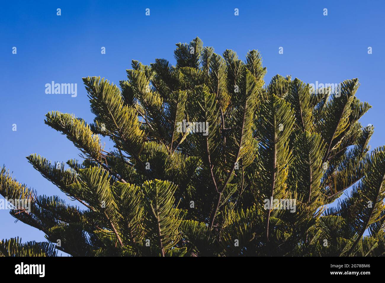 native Australian Norfolk pine tree outdoor on a sunny day with blue ...
