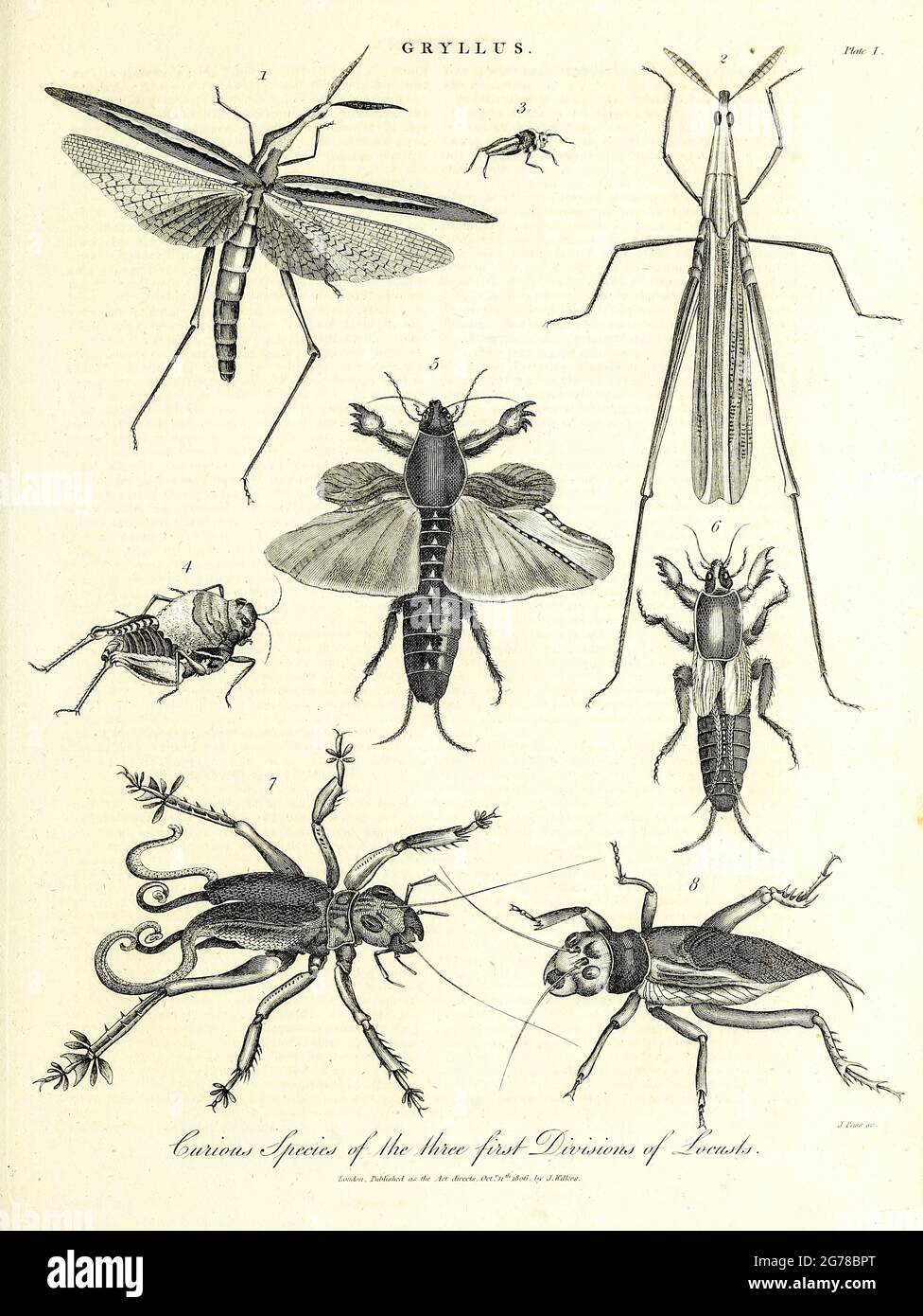 Locusts pests hi-res stock photography and images - Alamy