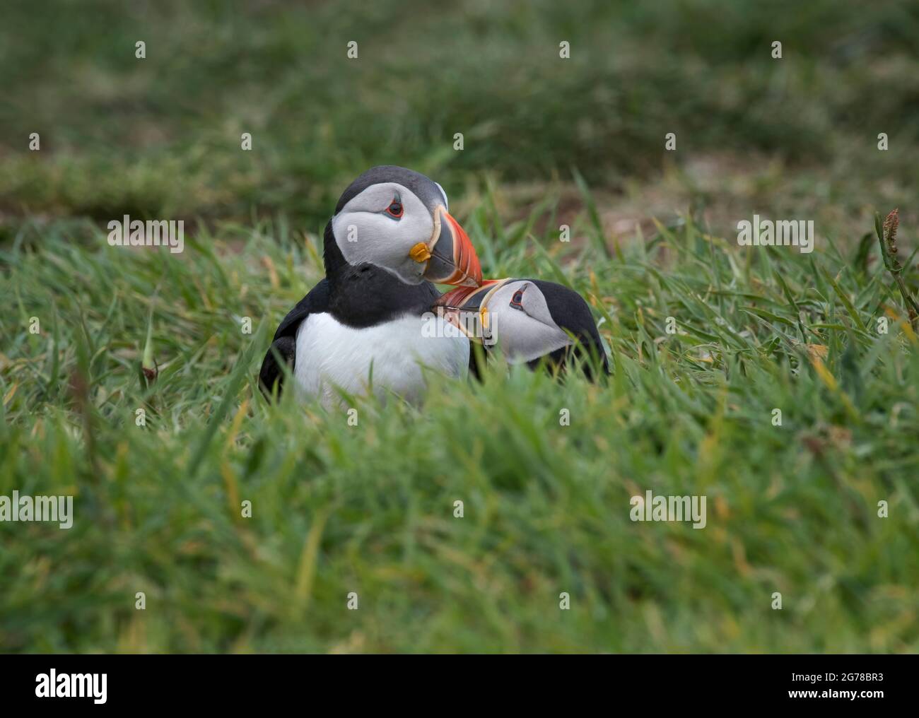 Pair of Atlantic Puffin, Fratercula artica, in burrow, Isle of Lunga ...