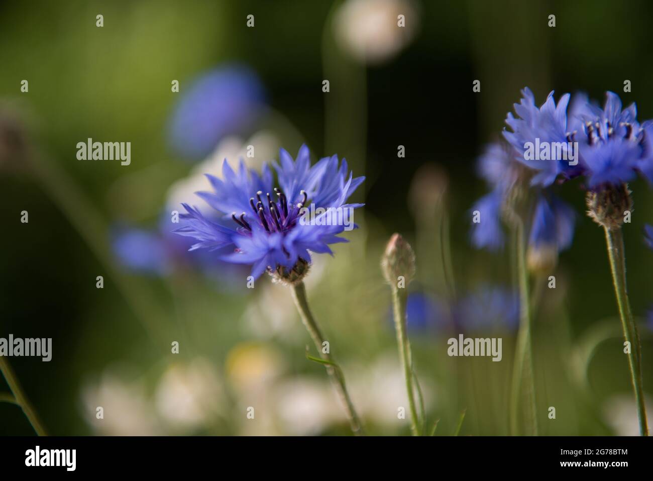 Cornflowers, field flowers, meadow Stock Photo - Alamy