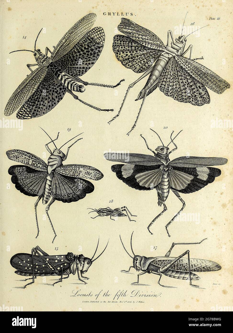 15 31 mm long hi-res stock photography and images - Alamy