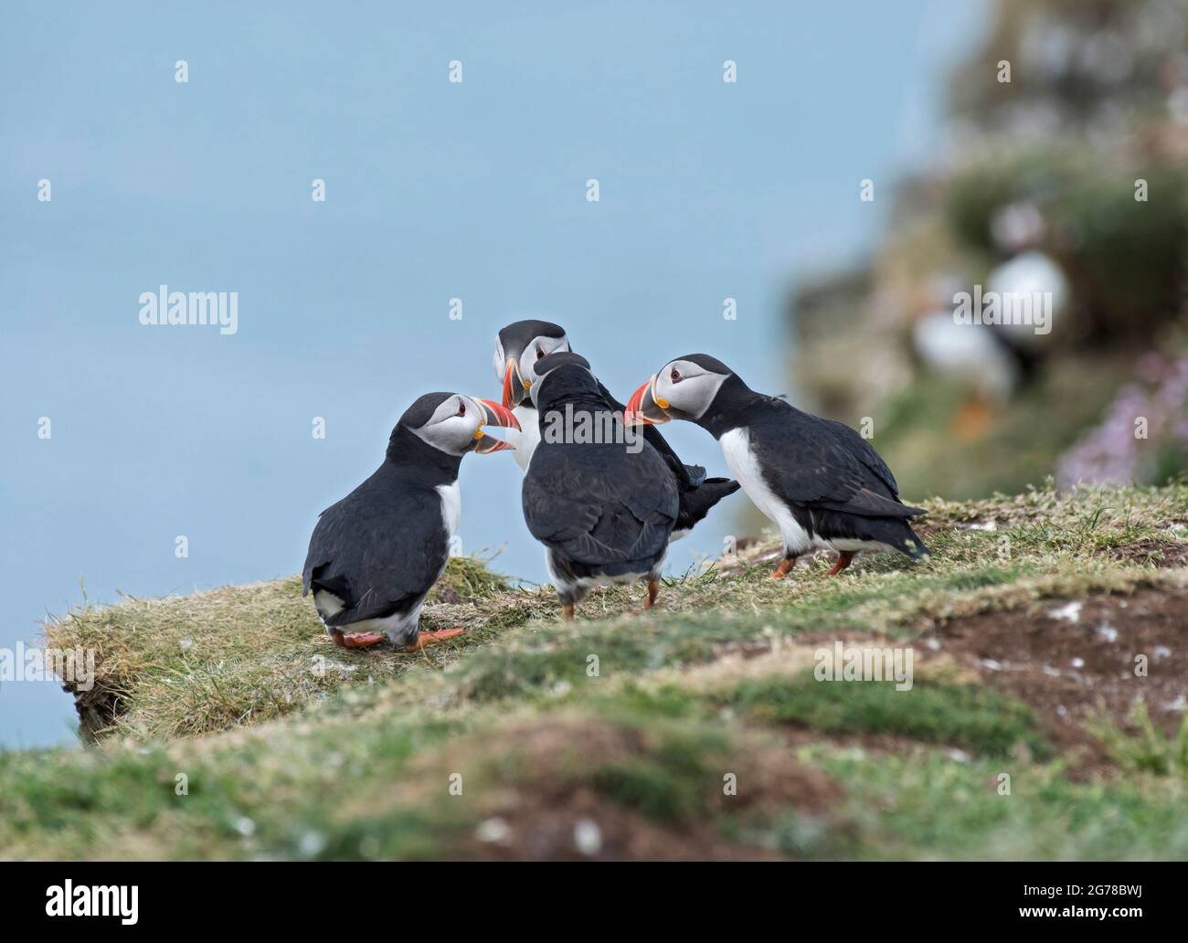 Four Atlantic Puffin, Fratercula artica, having a meeting, Isle of ...