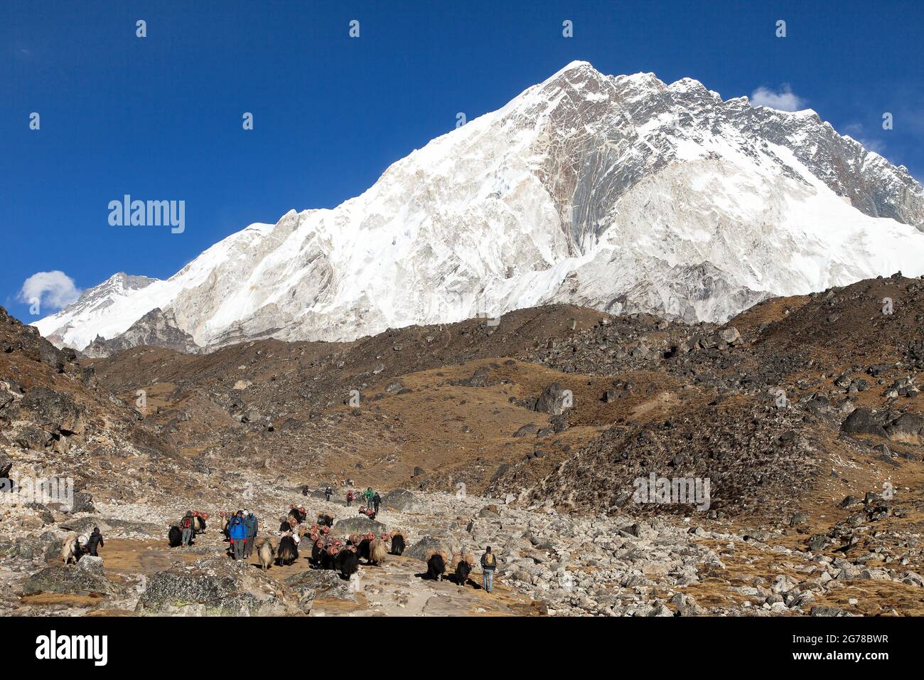 Caravan of yaks on the way to Everest base camp and mount Nuptse ...