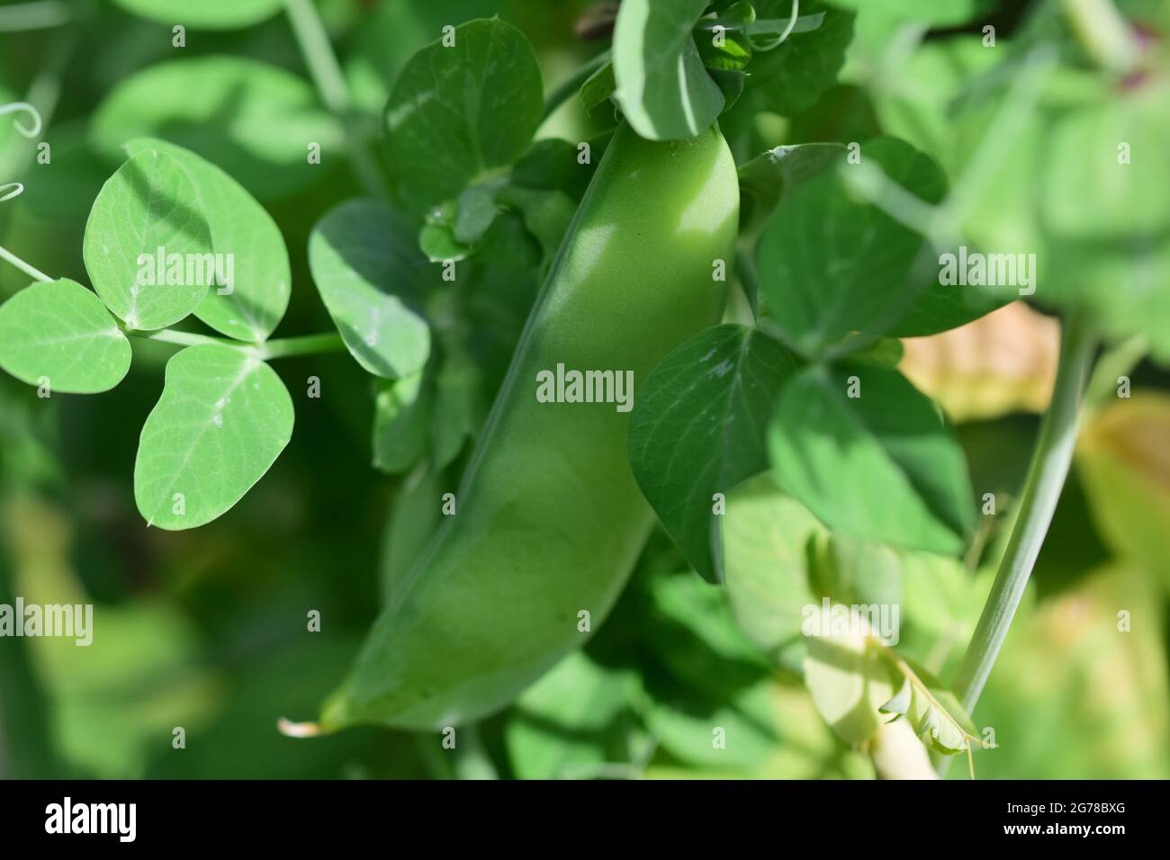 Close up of green peas in pods hi-res stock photography and images - Alamy