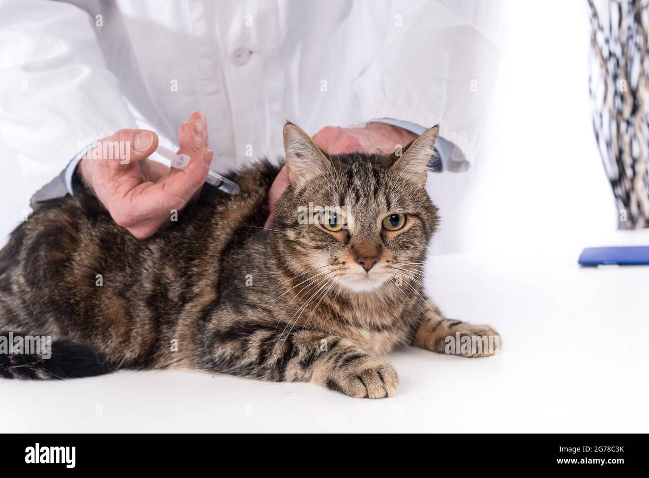 Veterinarian giving an injection to a cat Stock Photo - Alamy