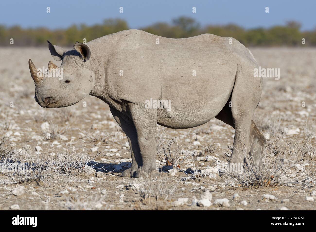 Black rhinoceros (Diceros bicornis), young, standing in dry grassland ...