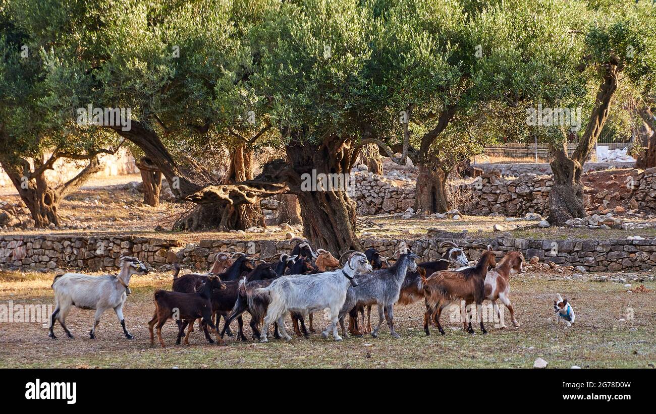 Ionian Islands, Ithaca, Island of Odysseus, northeast coast, Marmakas ...