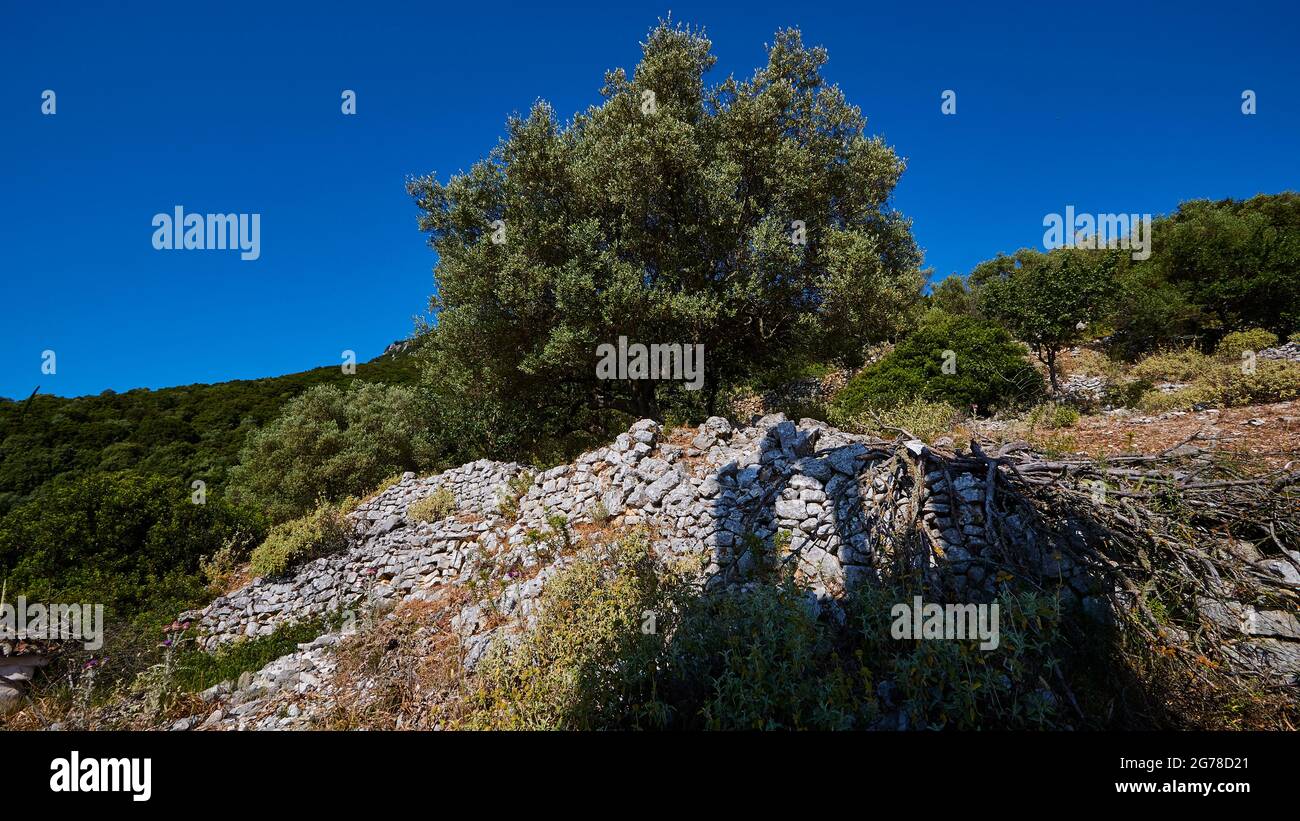 Single olive tree stands behind stone walls hi-res stock photography ...