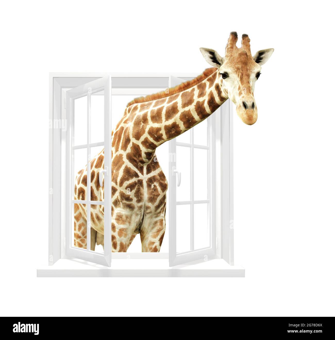 Giraffe looking through a window. Cute curious giraffe stare at the ...